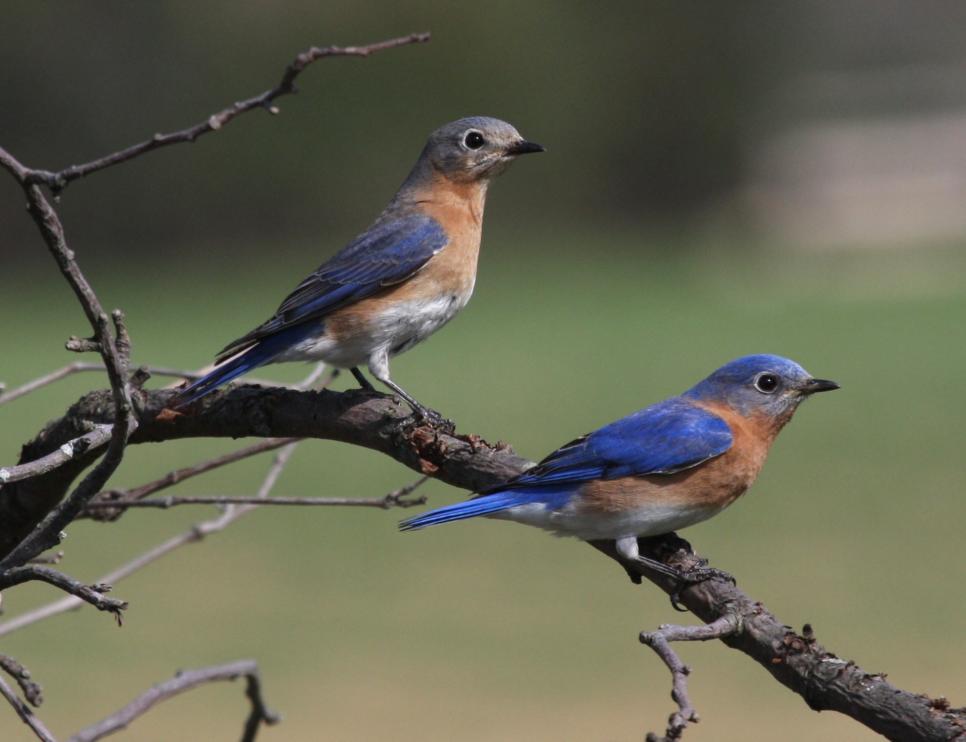 Ten Birds Of The North American Grasslands – BJ's Blog